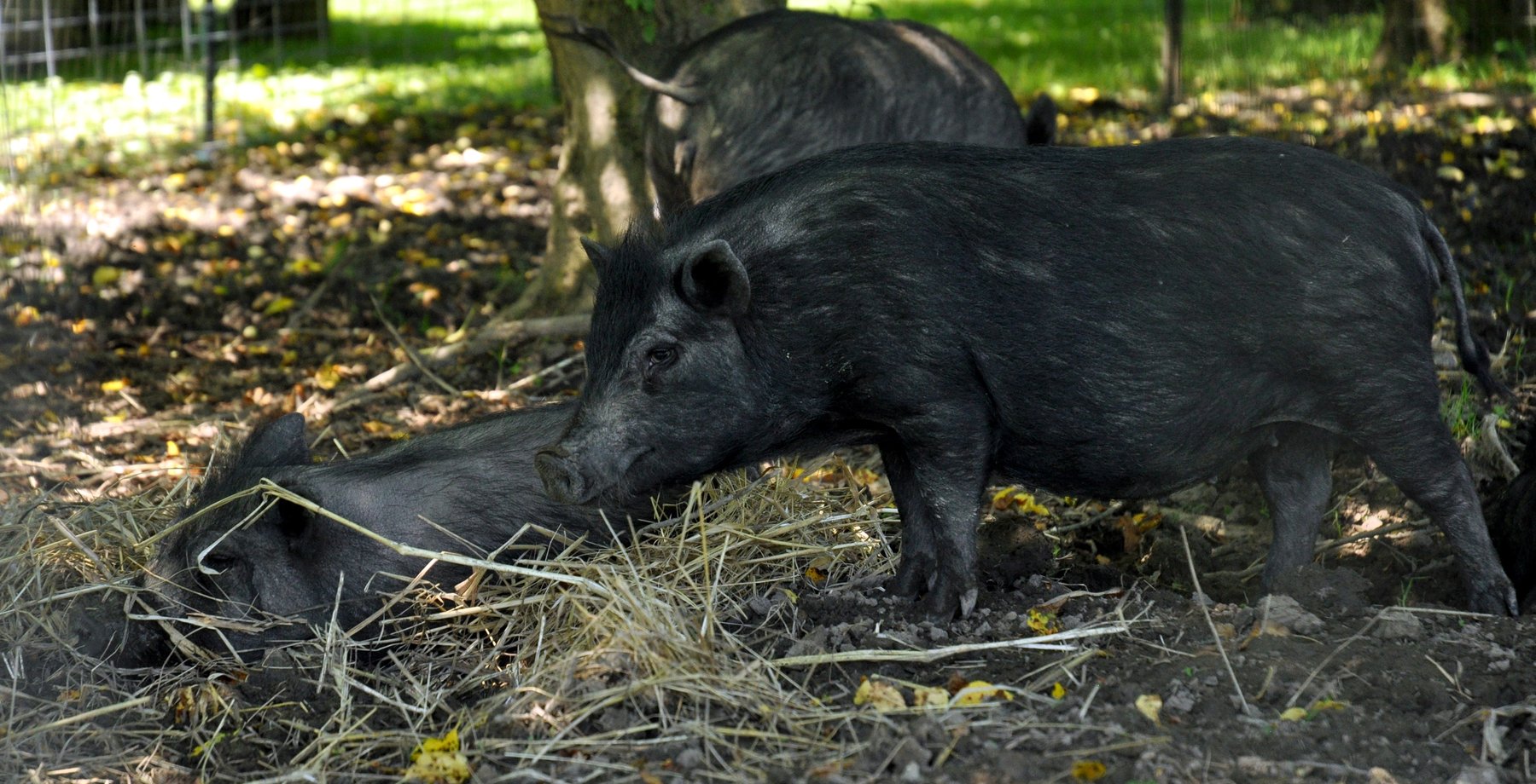 American Guinea Hogs Added to Robbin's Crossing