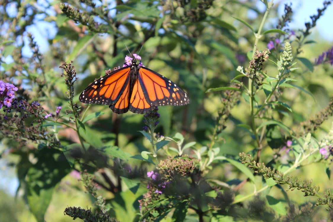 Issues Facing Ohio Pollinators & How Your Garden Can Help